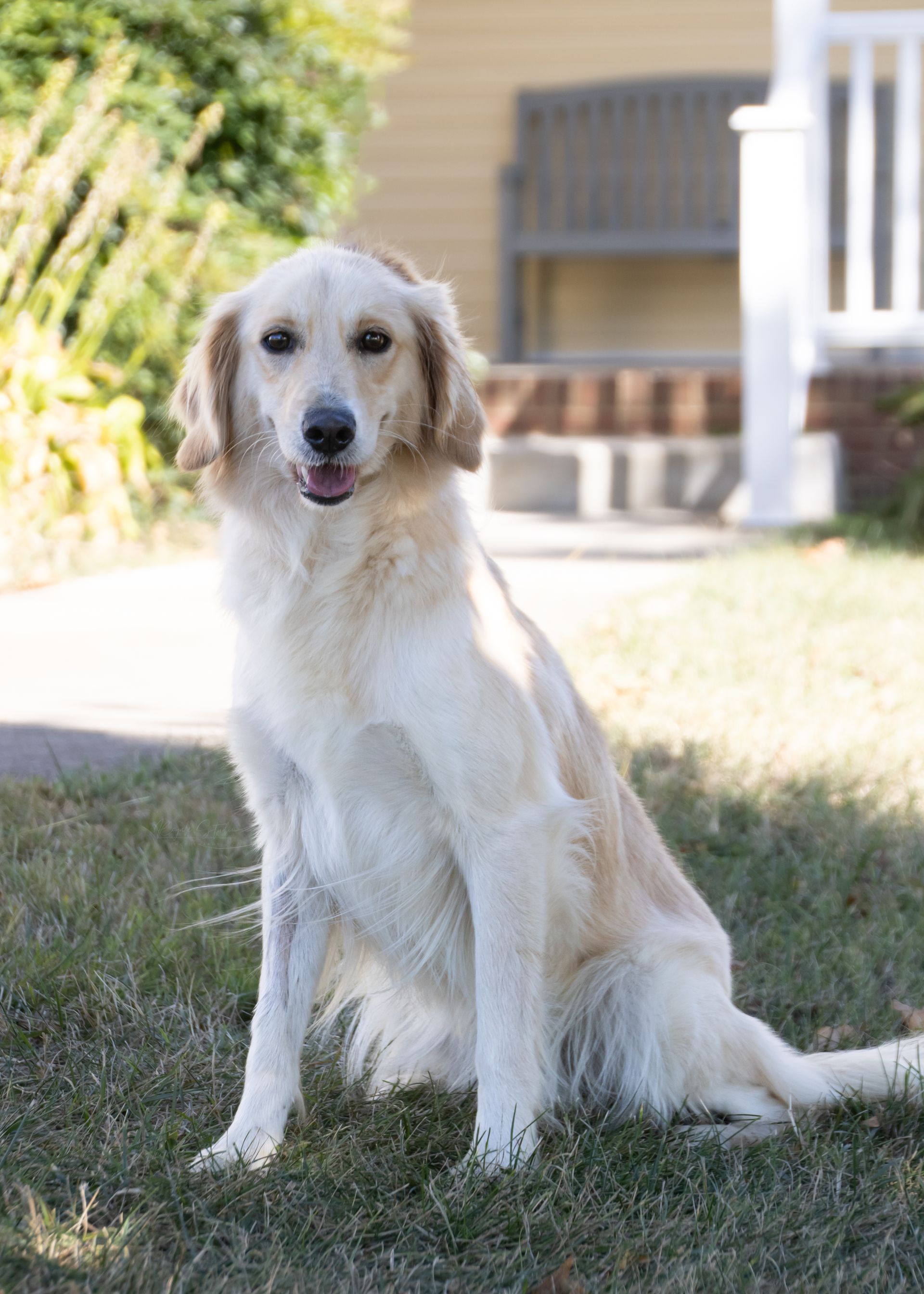 Guardians - GoldenQuest Comfort Retrievers®
