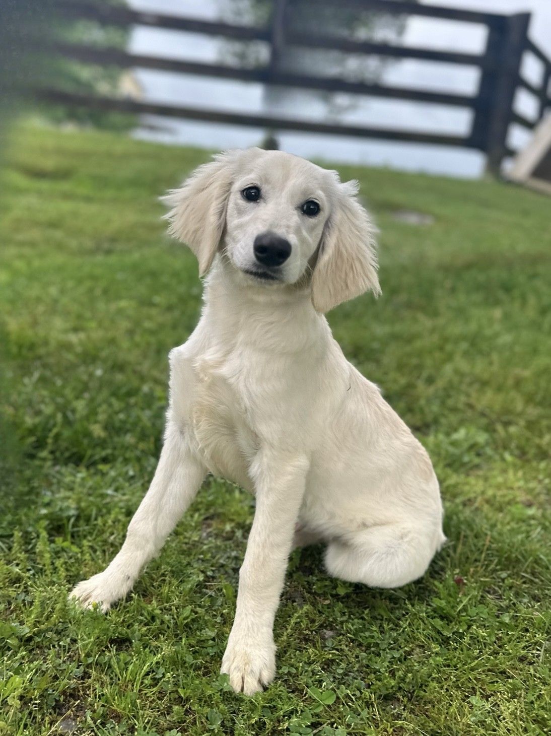 Guardians - GoldenQuest Comfort Retrievers®