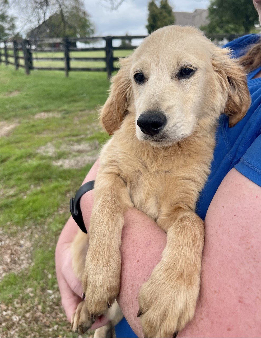 Guardians - GoldenQuest Comfort Retrievers®
