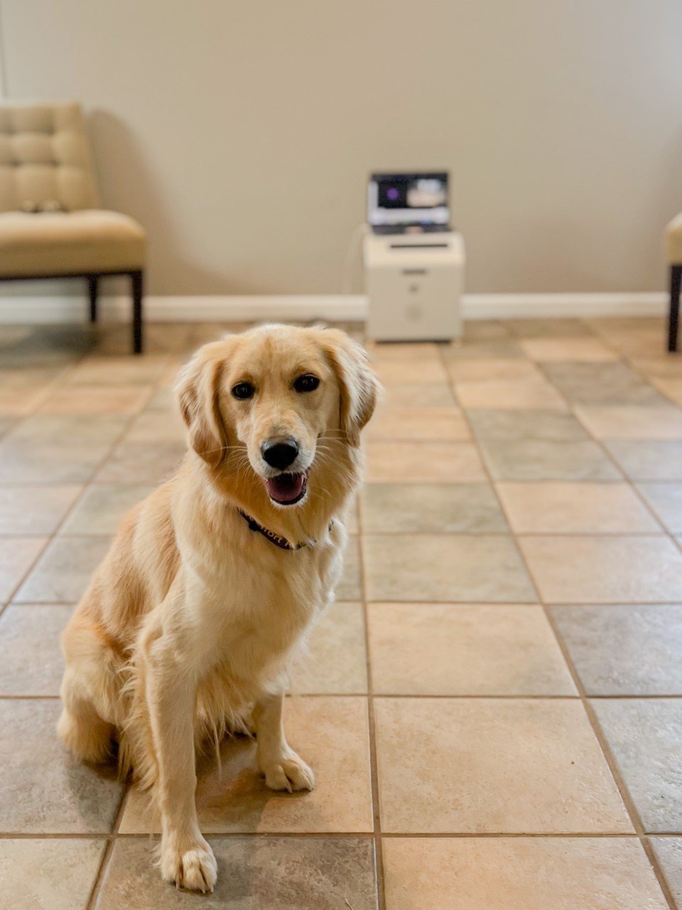 Guardians - GoldenQuest Comfort Retrievers®