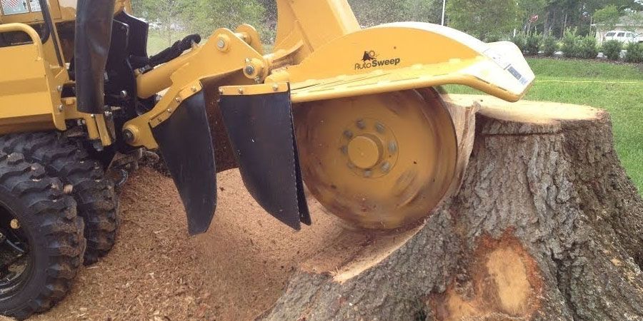 Tree Removal vs Stump Grinding | What Homeowners Should Know