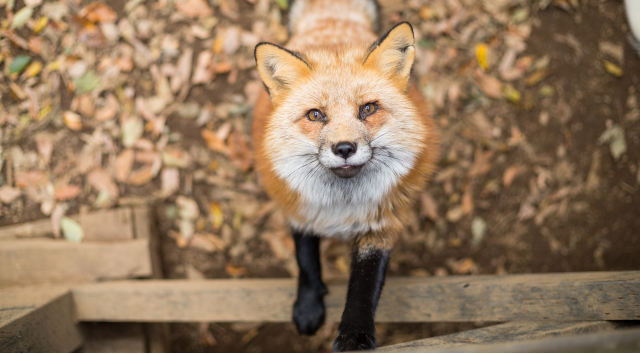 Fox Vet, Fox Veterinarian Serving Ohio