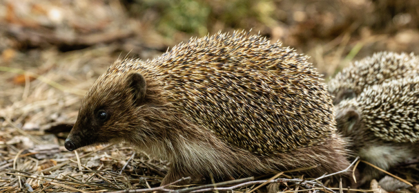 Hedgehog Vet Ohio, Hedgehog Veterinarian