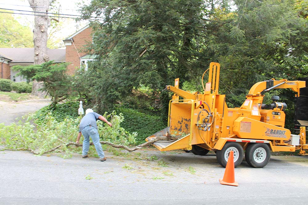 Tree Removal by Bowler's Tree Service Richmond VA