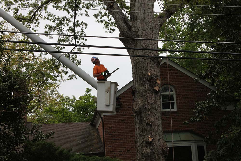 Tree Removal by Bowler's Tree Service Richmond VA