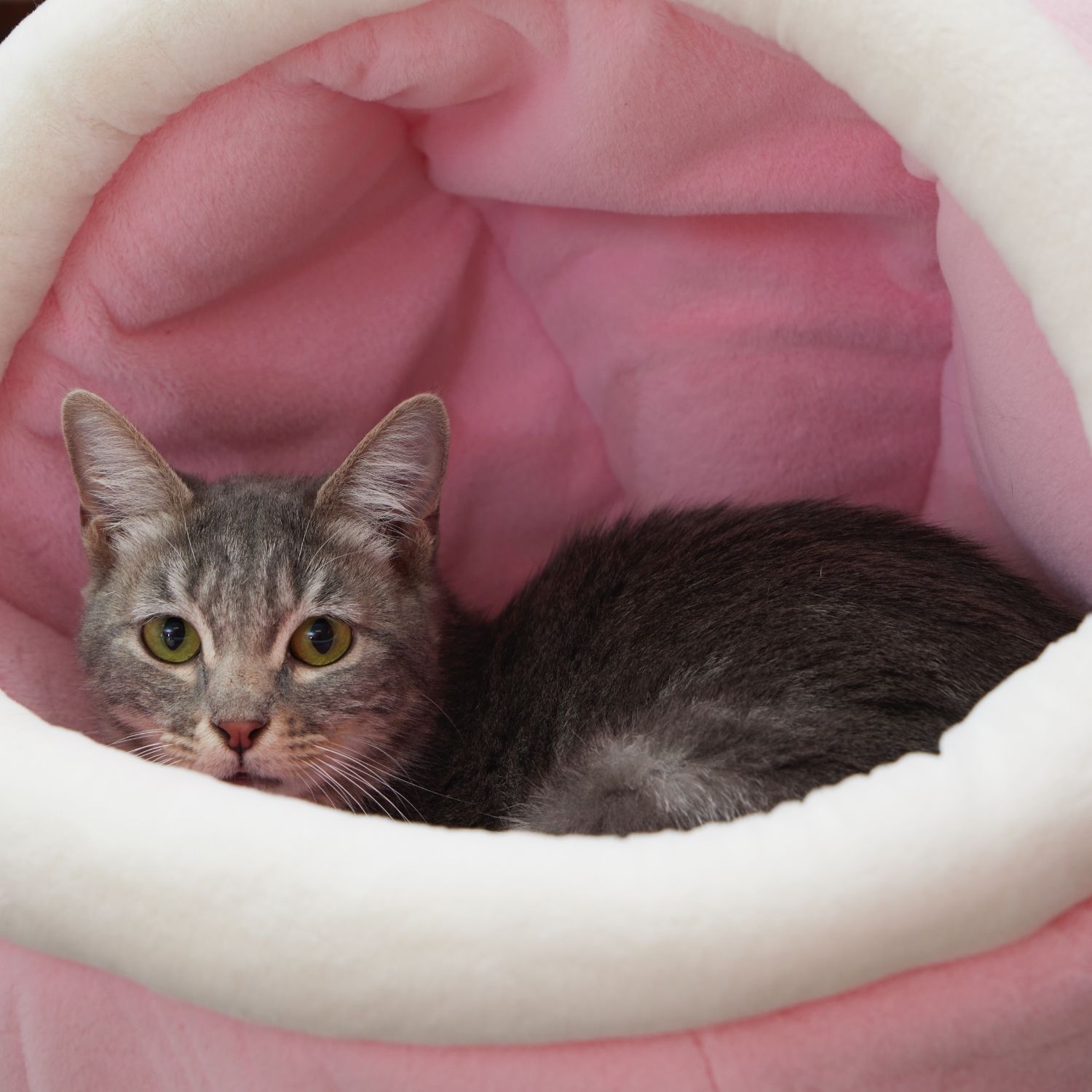 Adoptable Beans | Little Beans Rescue