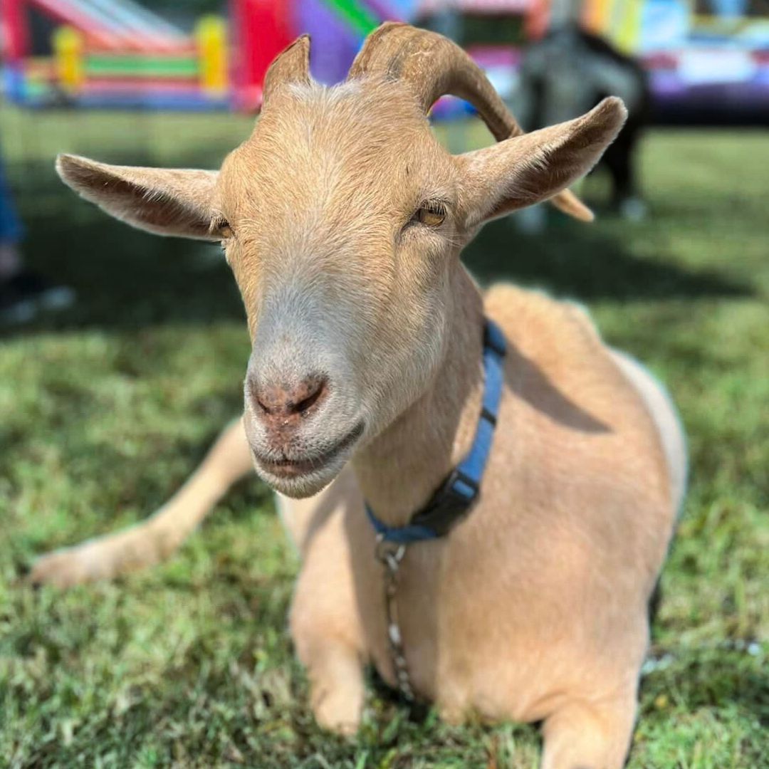 Mobile Petting Zoo Chattanooga, TN | Bagby's Critter Corral