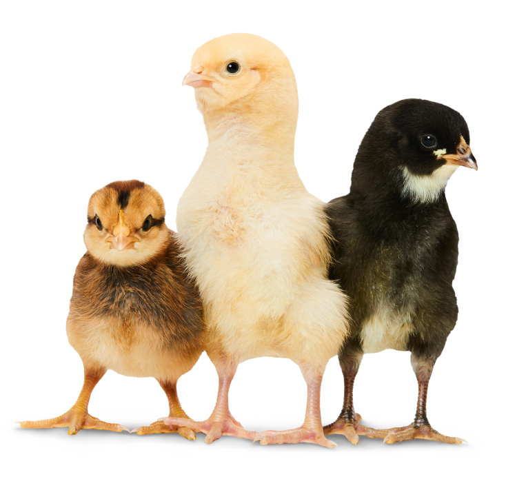 cluck & co. - Organic Food for Chickens