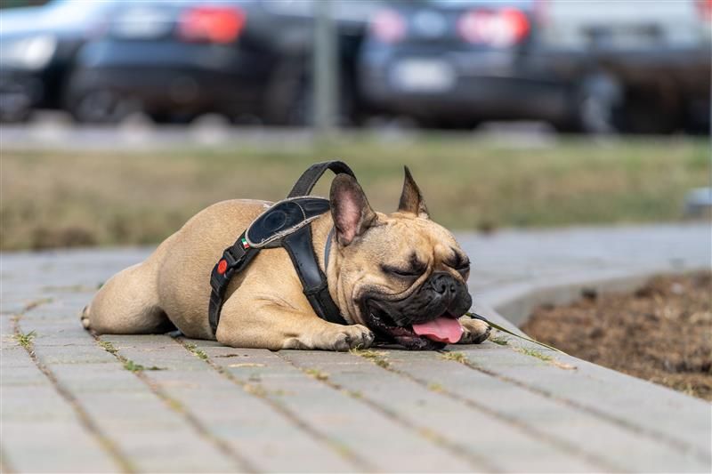 Brachycephalic Airway Syndrome Explained