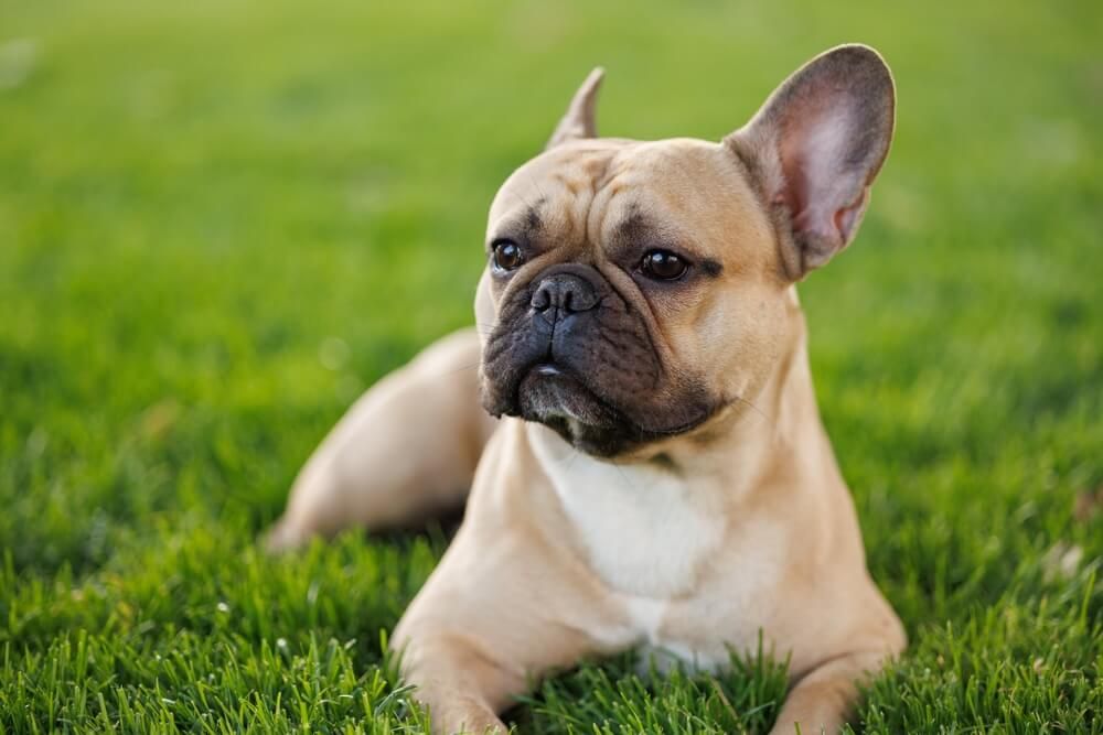 BOAS Surgery - Sydney Bulldog Clinic