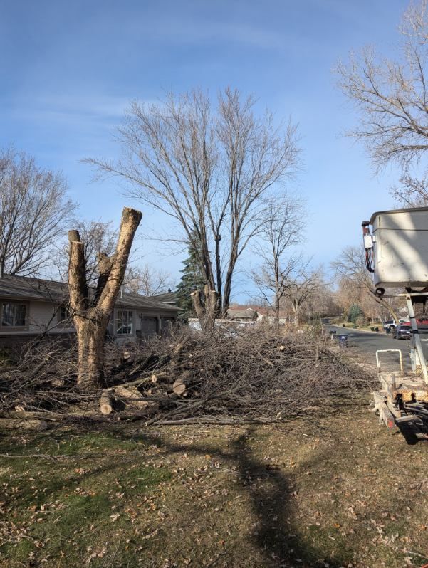 Gallery | All Tree Solutions