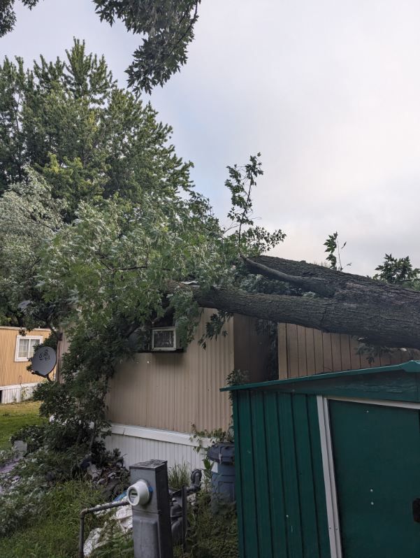 Gallery | All Tree Solutions