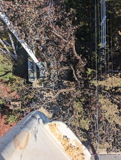 Gallery | All Tree Solutions