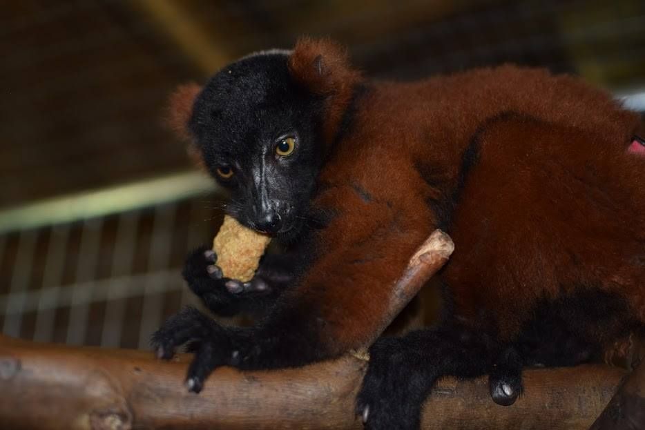 Gallery | Exotic Animal Experience In Orlando