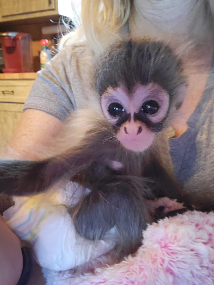 Animals | Exotic Animal Experience In Orlando