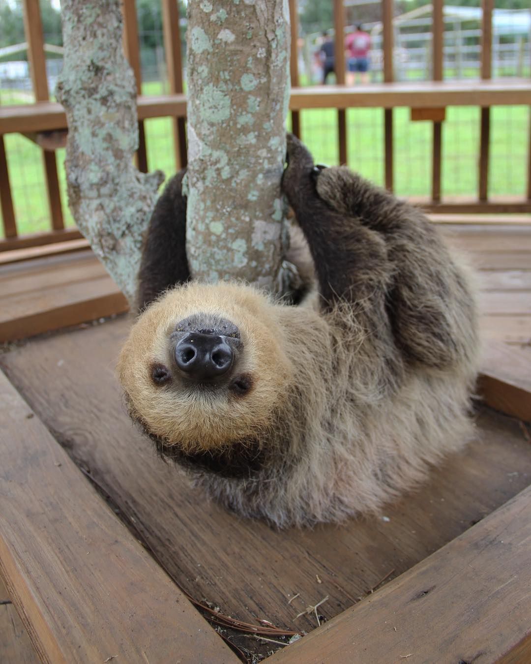 Gallery | Exotic Animal Experience In Orlando