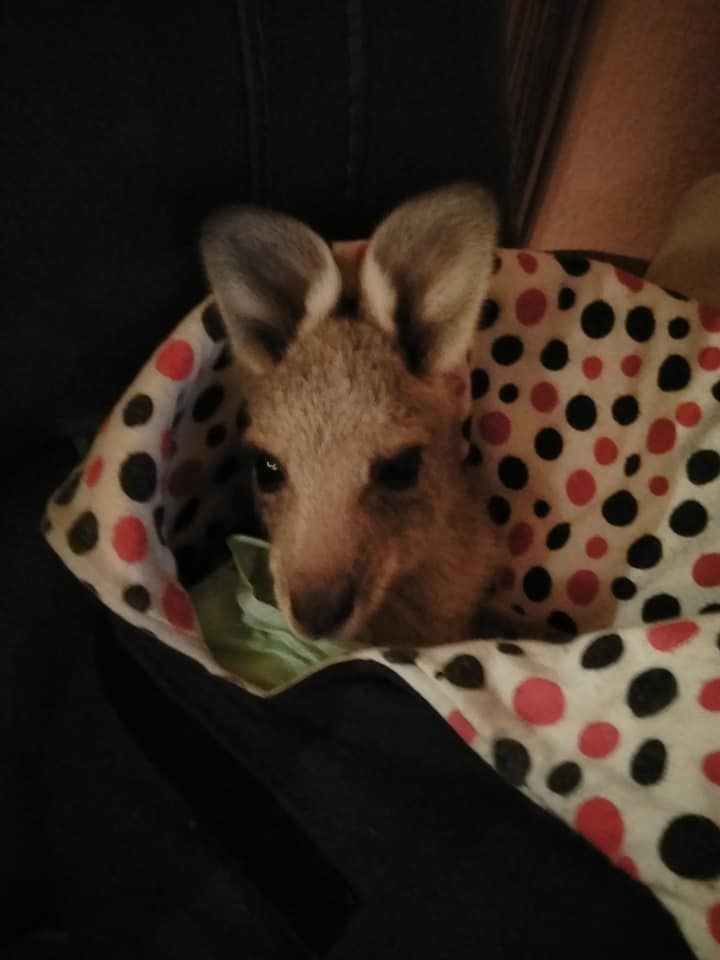 Exotic Animal Experience In Orlando