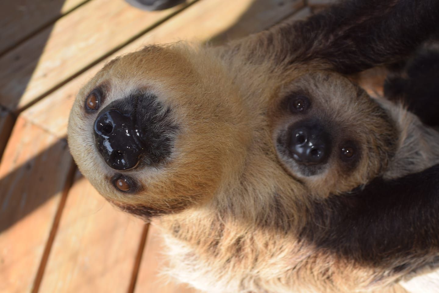 Exotic Animal Experience In Orlando