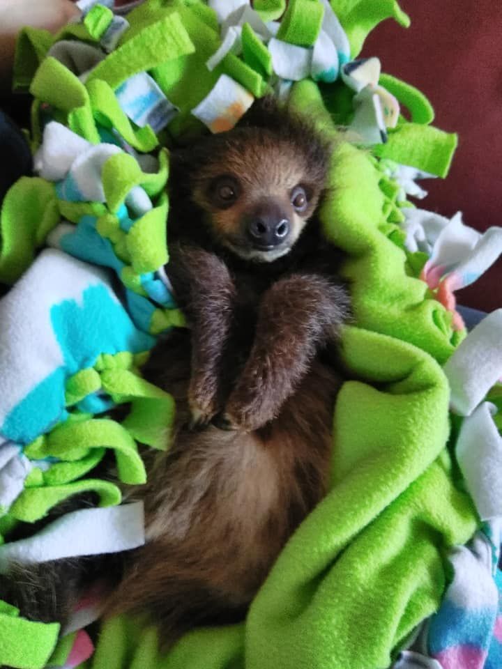 Animals | Exotic Animal Experience In Orlando