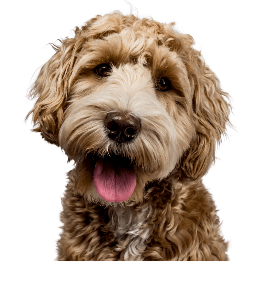 Client Resources | Hampton Animal Hospital