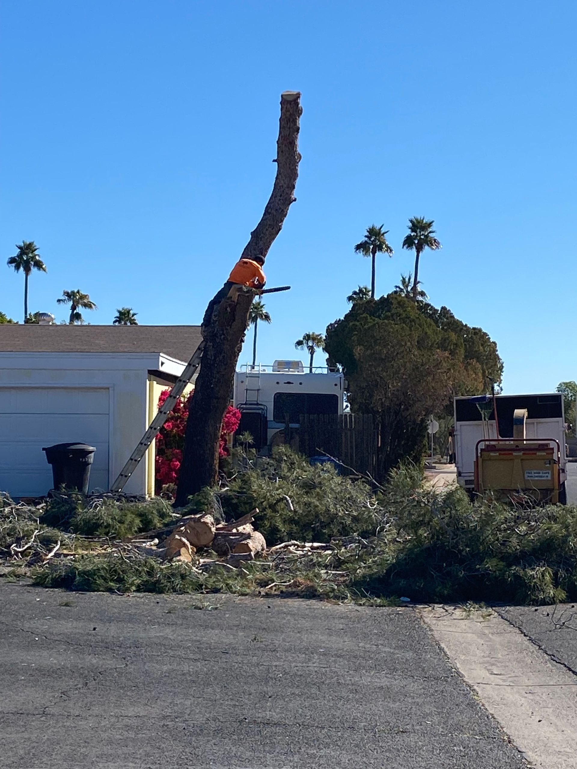 Gallery | Roy’s Trees | Phoenix, AZ