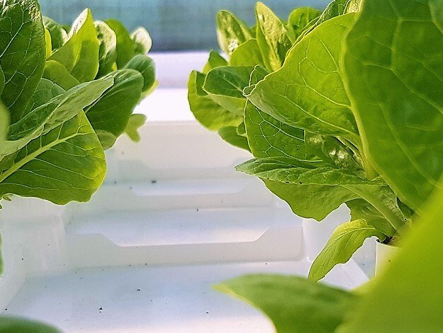 Floating Raft | Botman Hydroponics