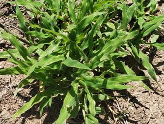 Weed & Plant Identification Services Surprise, Scottsdale AZ | Snyder’s ...