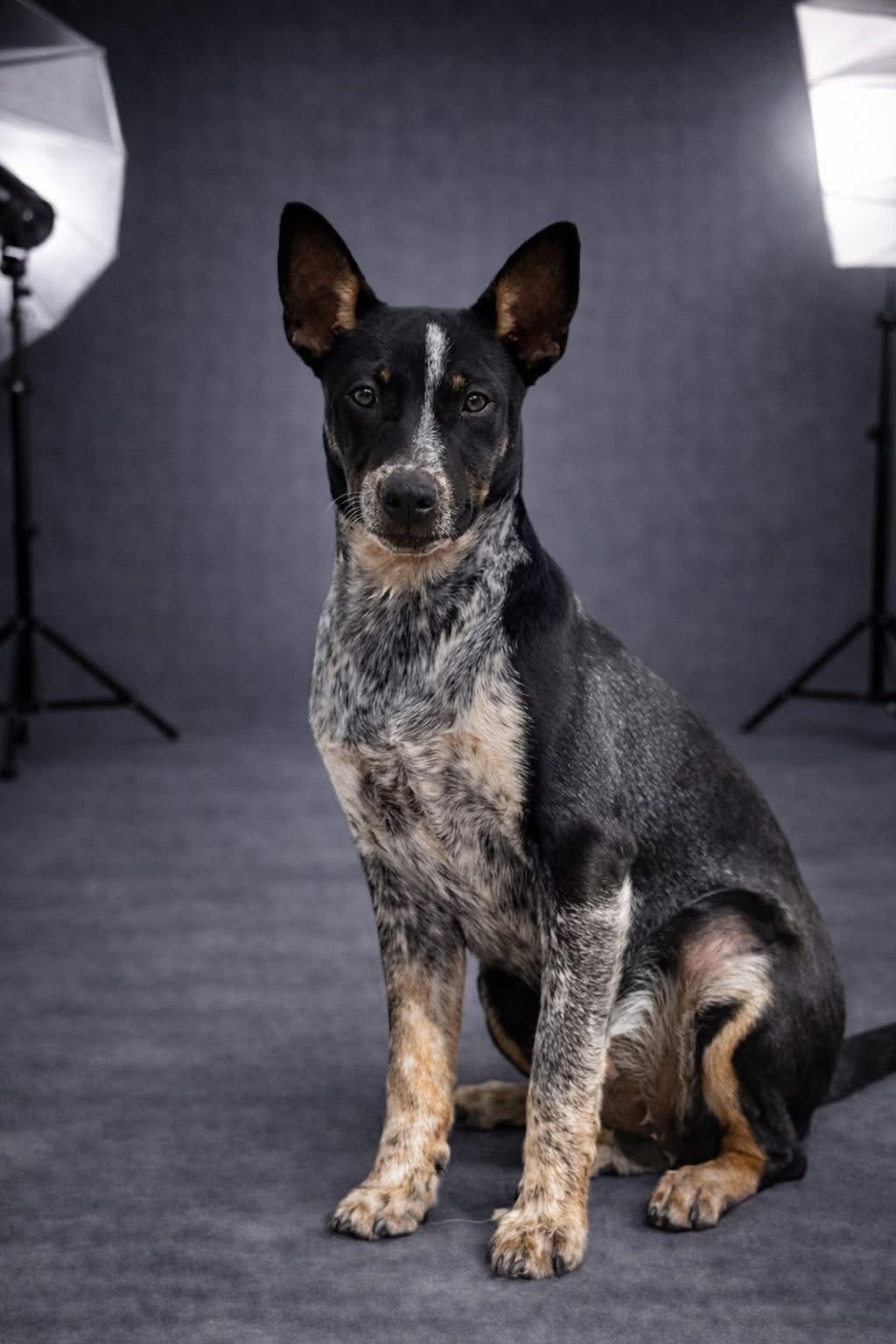 Death Row Dog Rescue