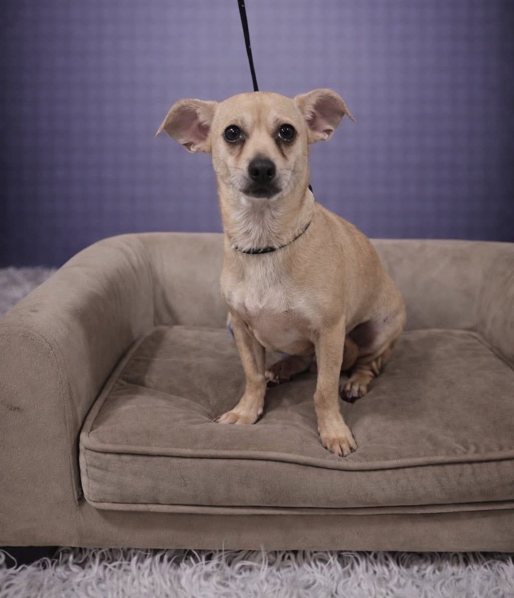 Death Row Dog Rescue