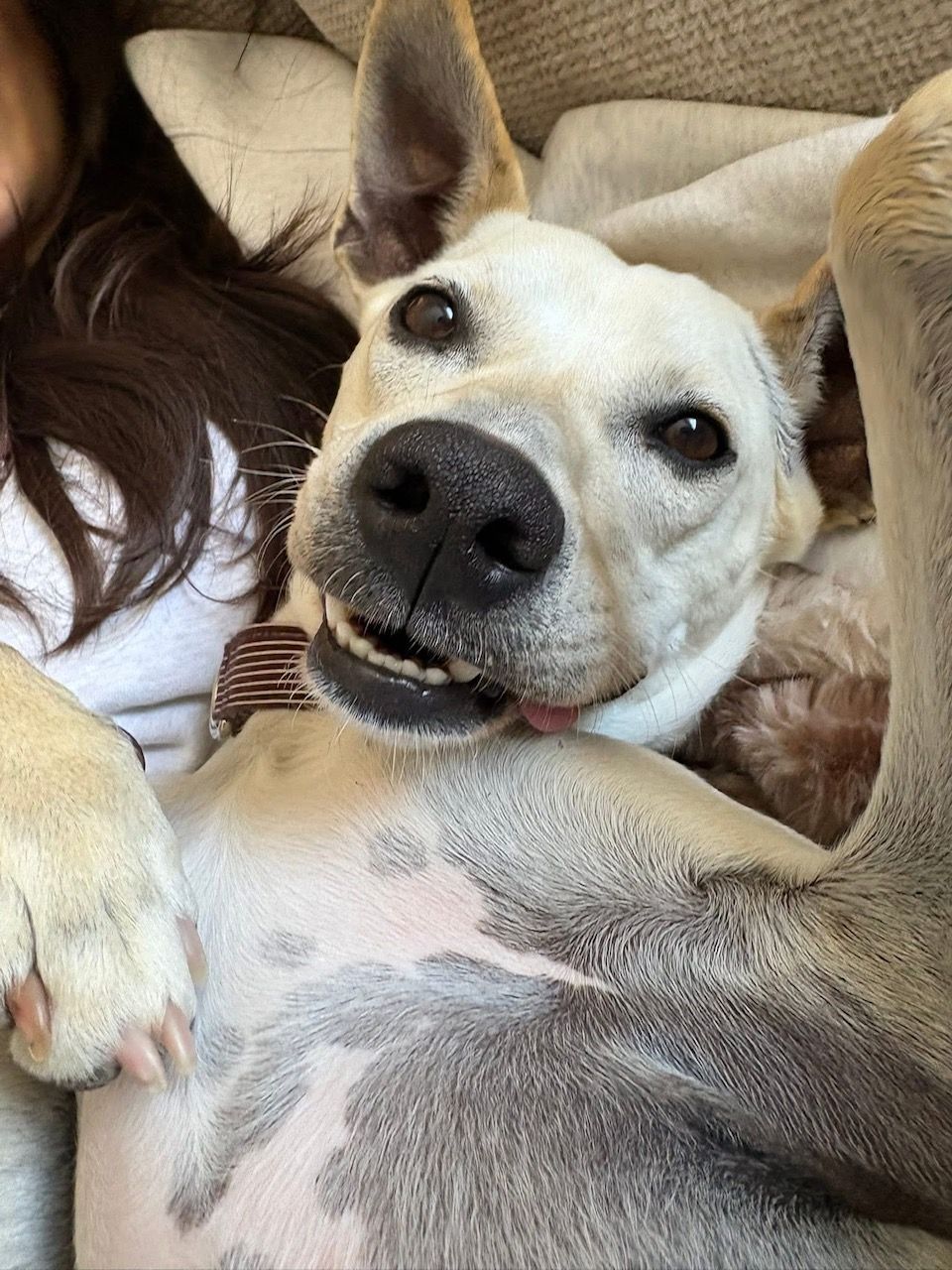 Death Row Dog Rescue