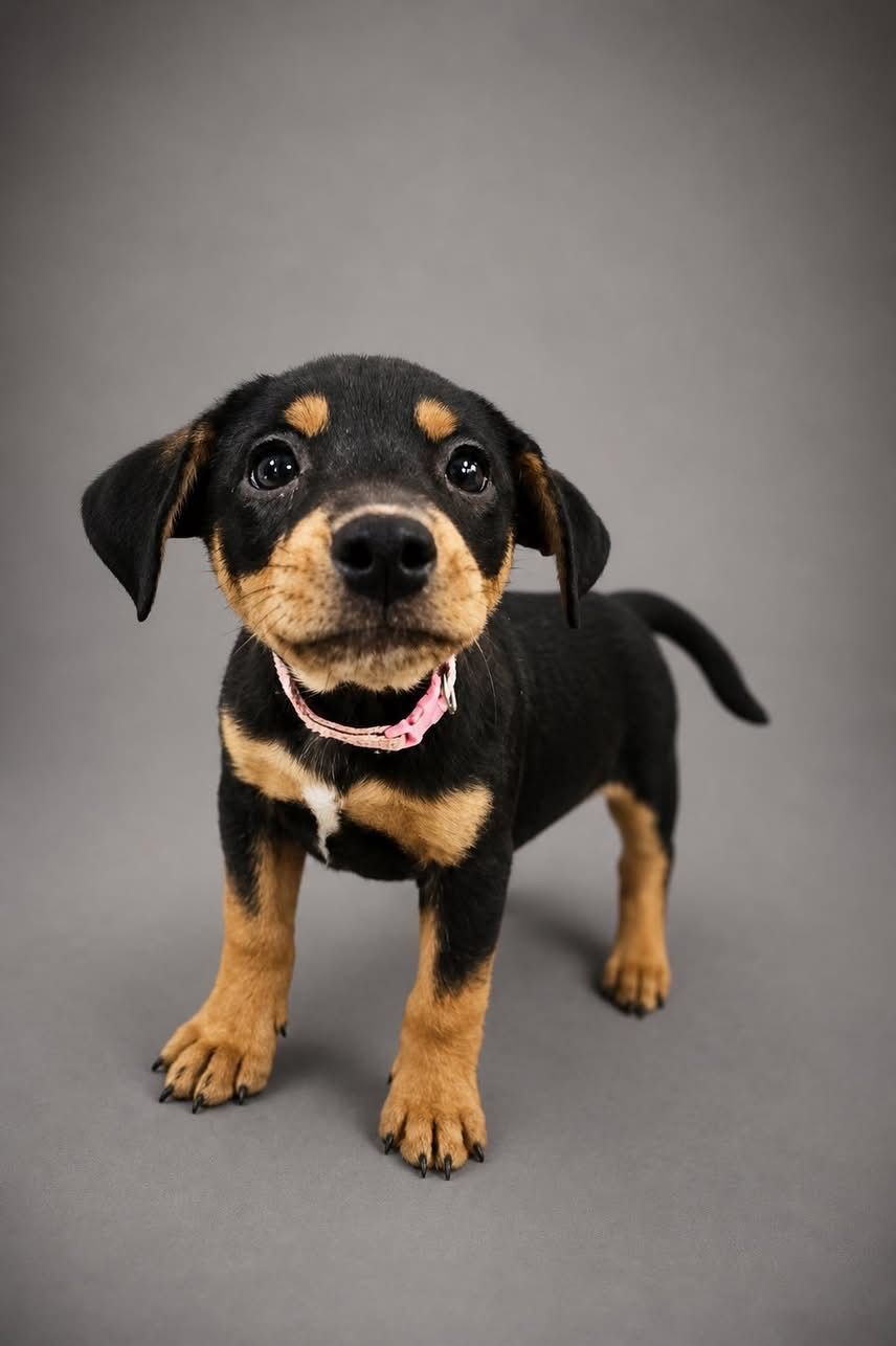 Death Row Dog Rescue