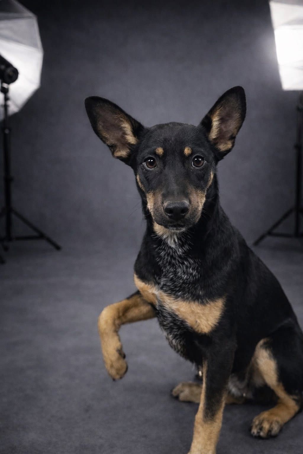 Death Row Dog Rescue