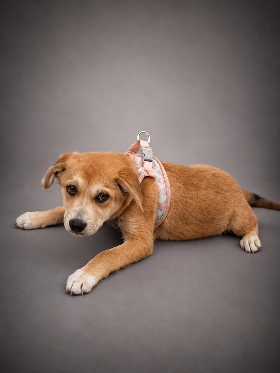 Death Row Dog Rescue
