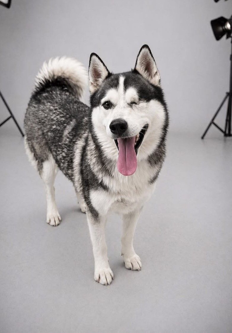 Death Row Dog Rescue