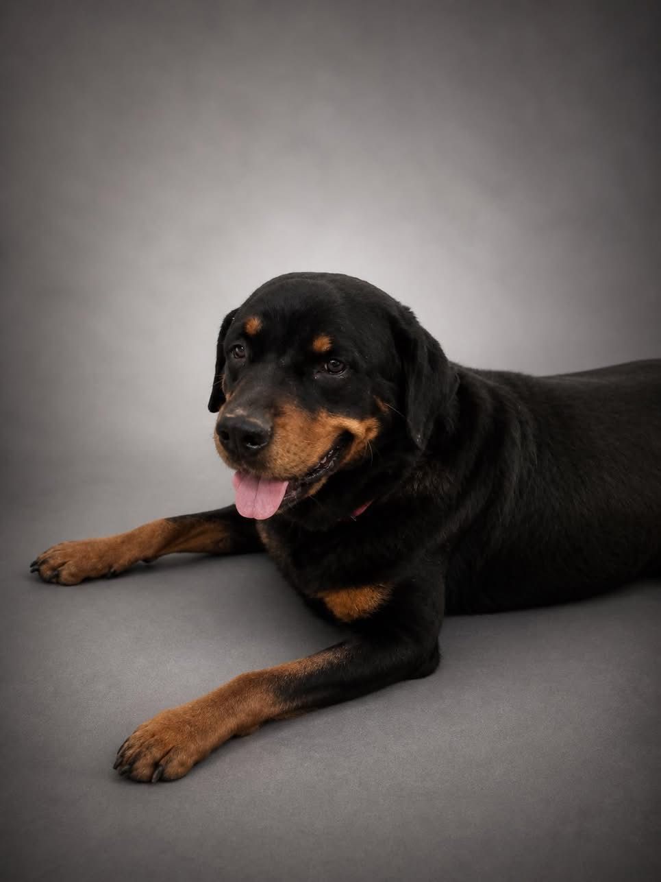 Death Row Dog Rescue