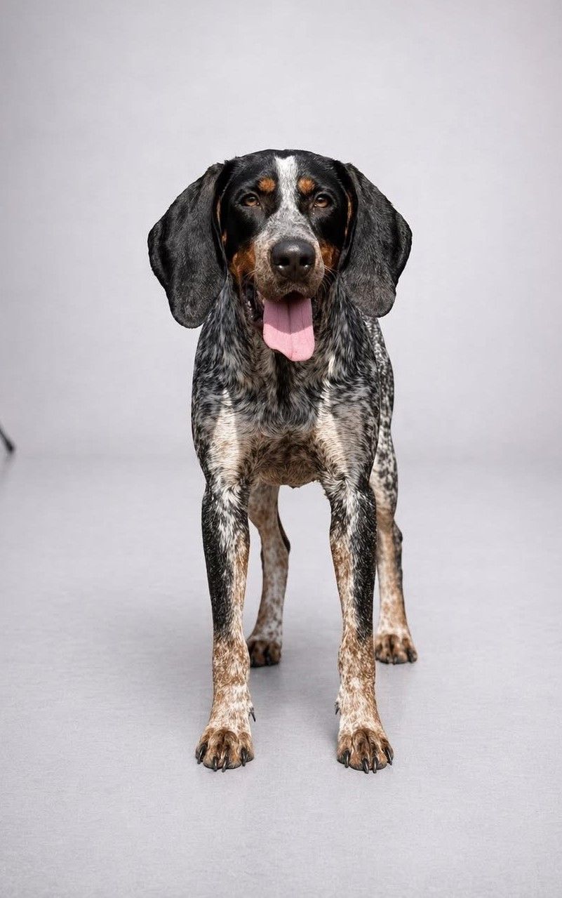 Death Row Dog Rescue