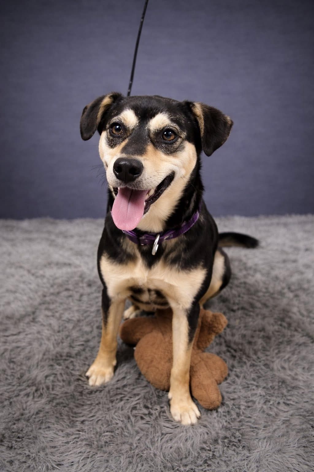 Death Row Dog Rescue