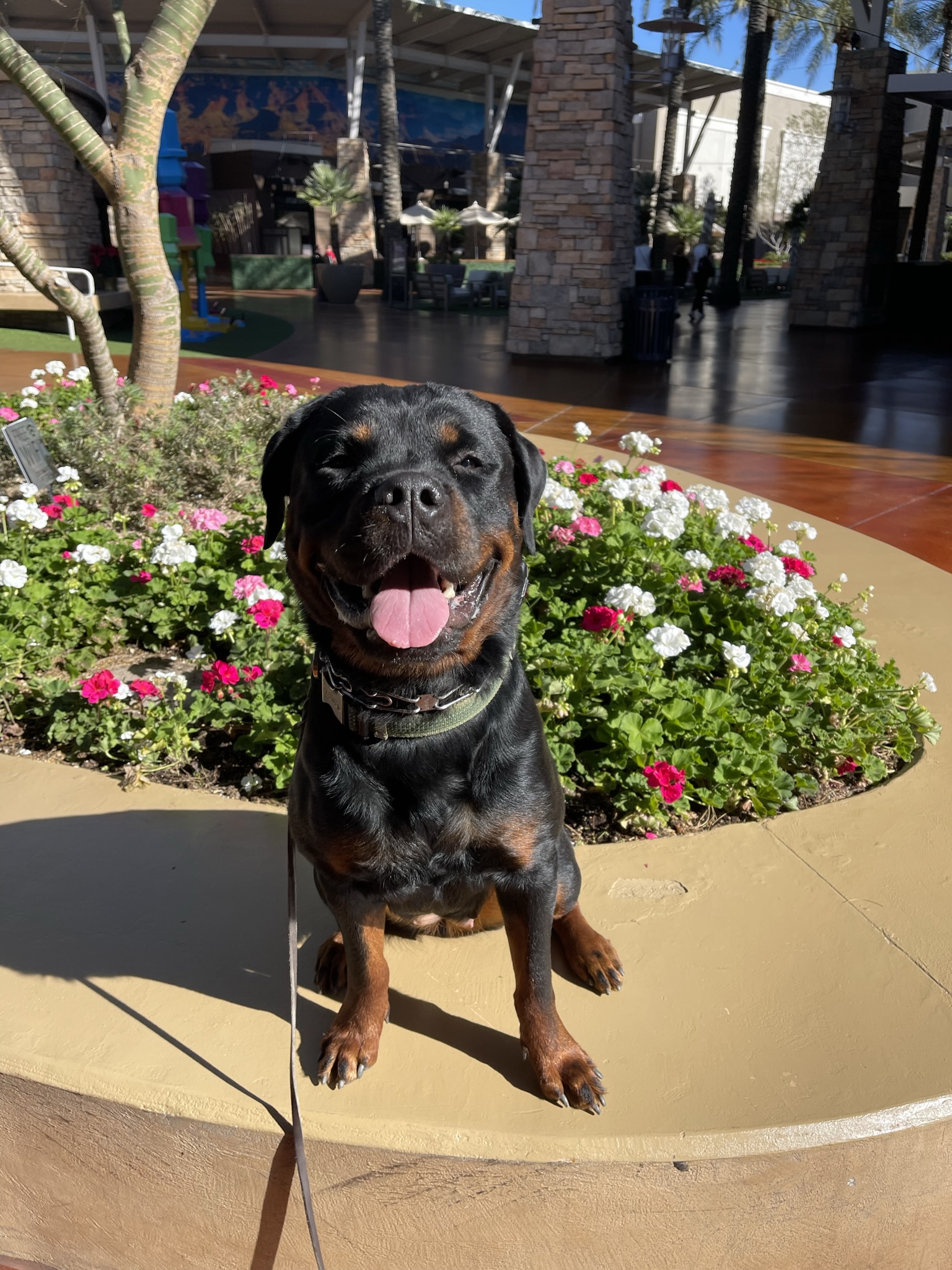 About Us - Cave Creek K9 | Dog Training | Rodd Proctor