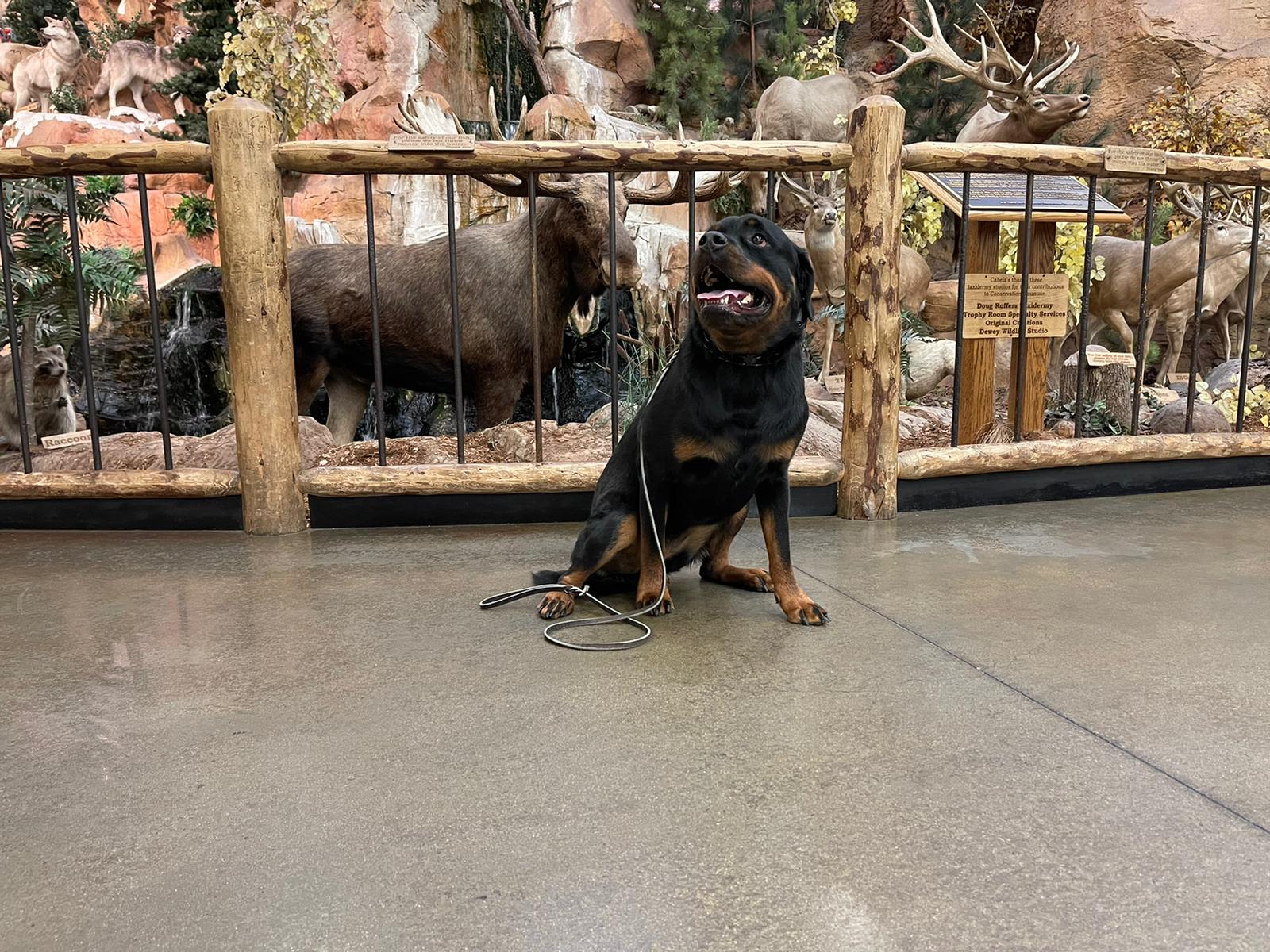 About Us - Cave Creek K9 | Dog Training | Rodd Proctor