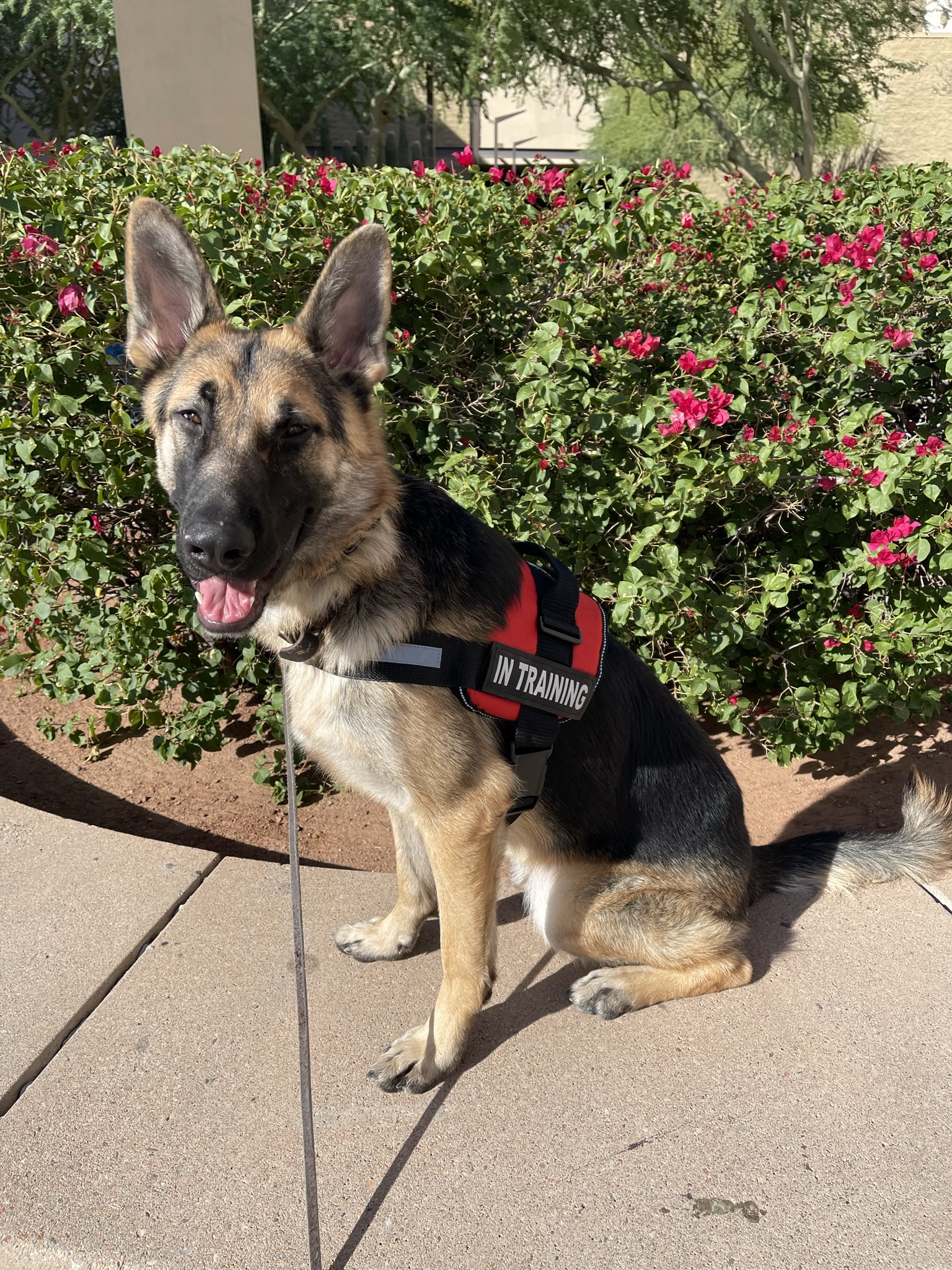 About Us - Cave Creek K9 | Dog Training | Rodd Proctor
