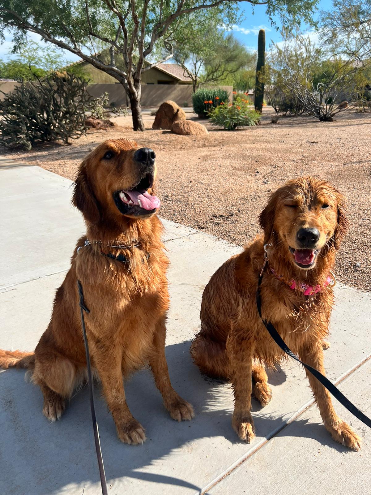 About Us - Cave Creek K9 | Dog Training | Rodd Proctor