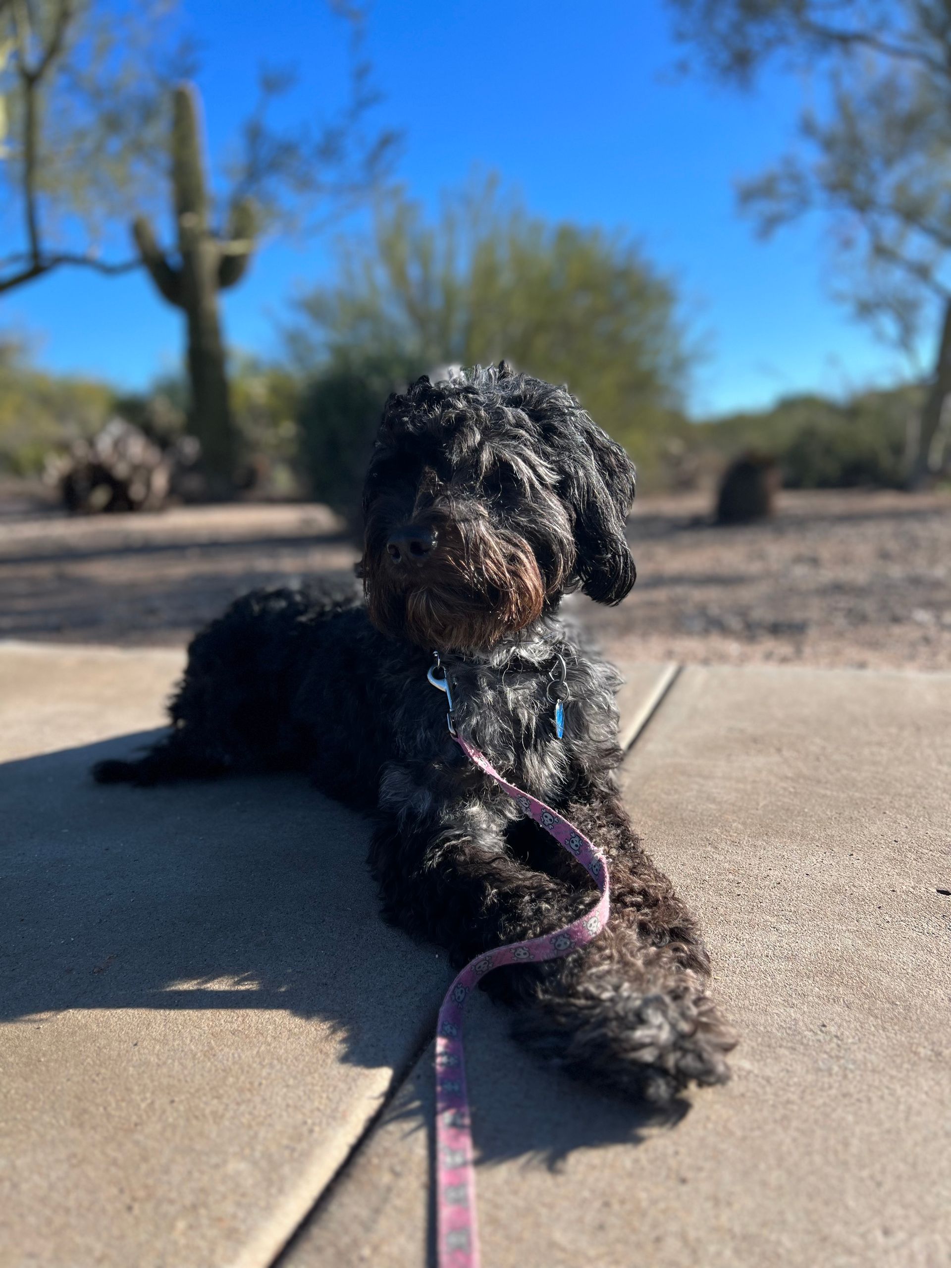 About Us - Cave Creek K9 | Dog Training | Rodd Proctor