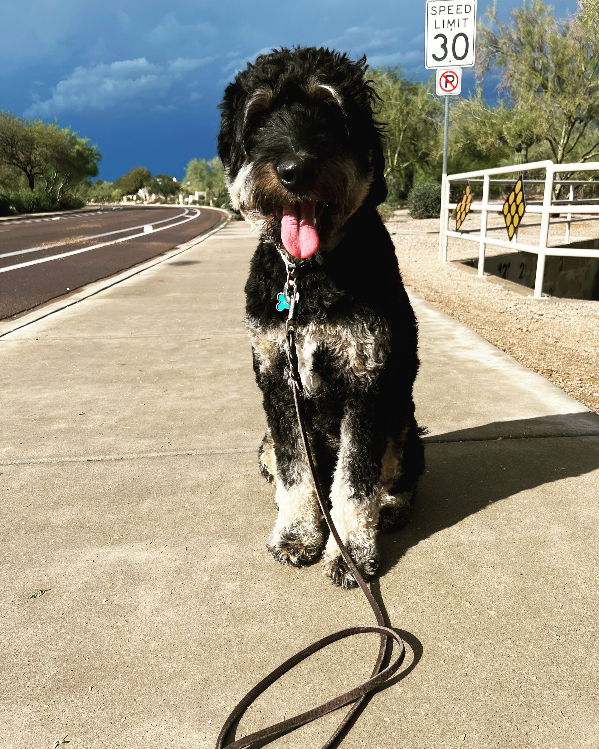 About Us - Cave Creek K9 | Dog Training | Rodd Proctor