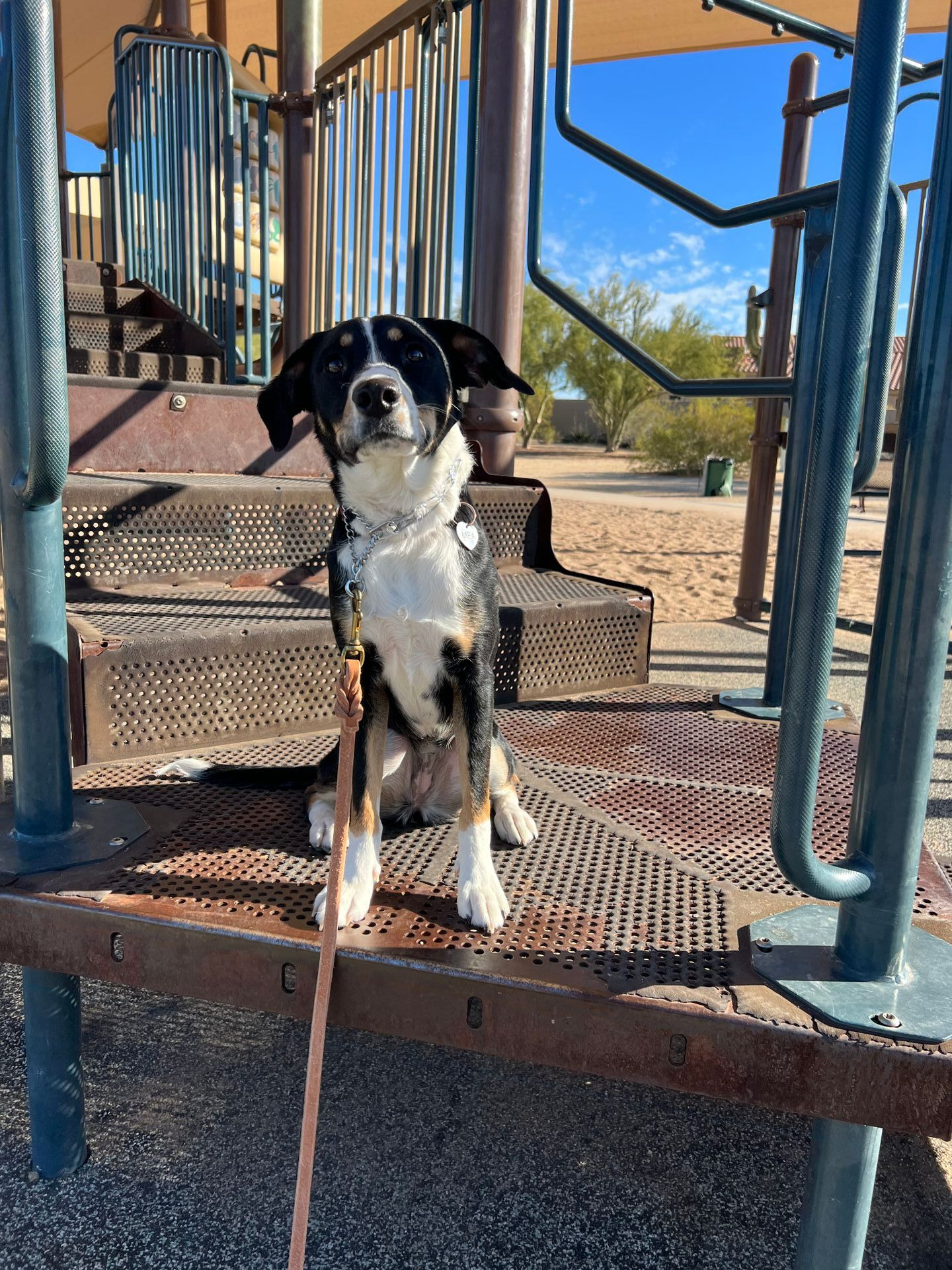 About Us - Cave Creek K9 | Dog Training | Rodd Proctor