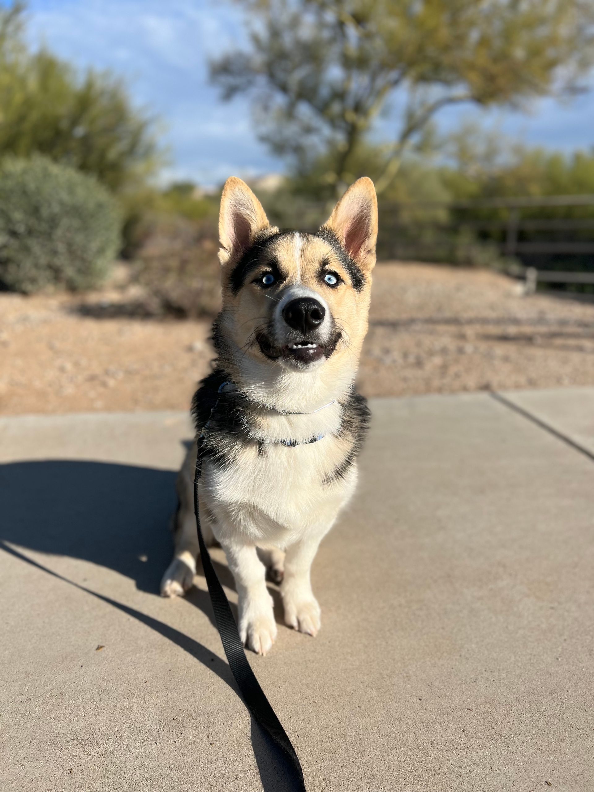 About Us - Cave Creek K9 | Dog Training | Rodd Proctor