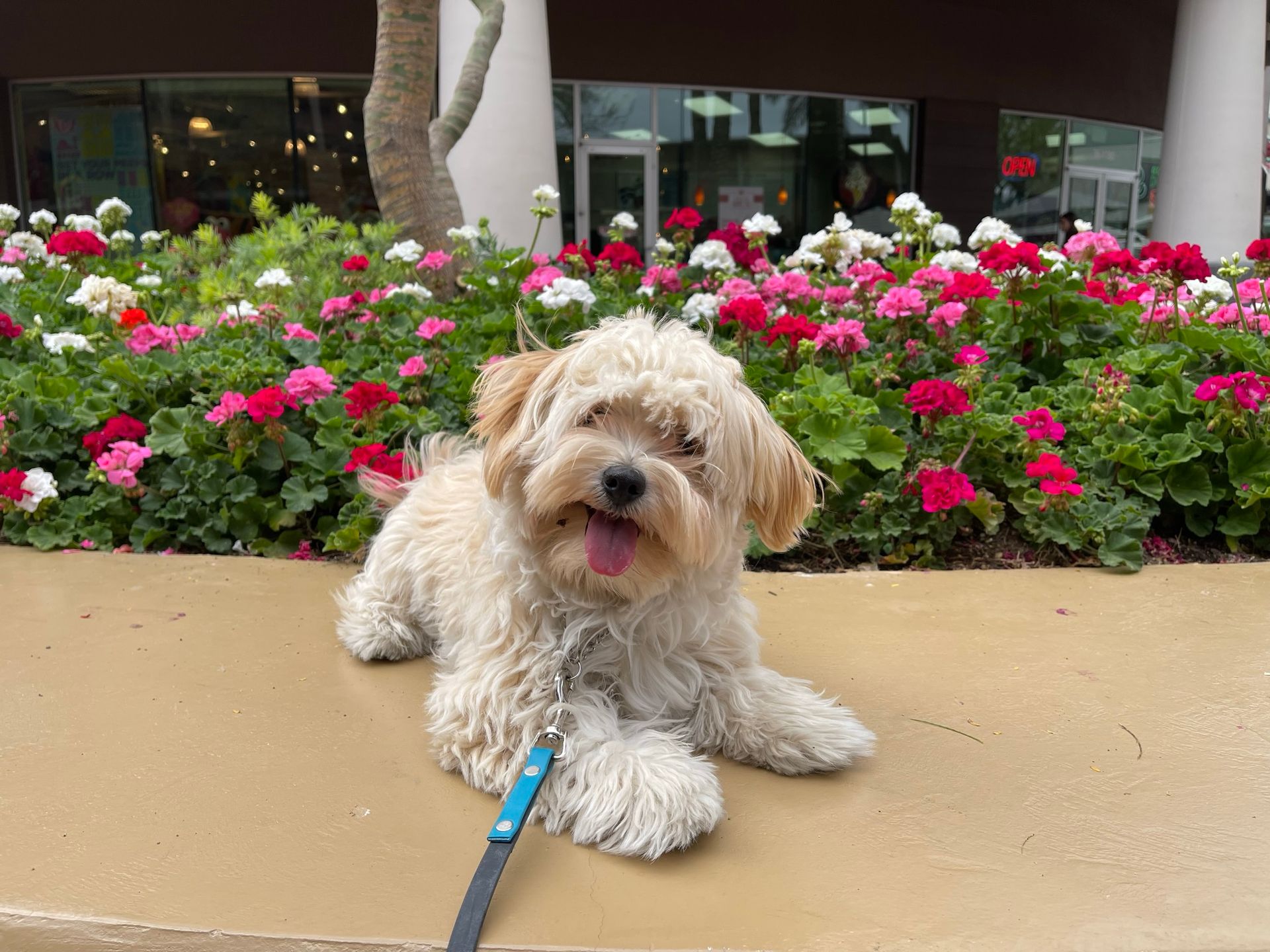 About Us - Cave Creek K9 | Dog Training | Rodd Proctor