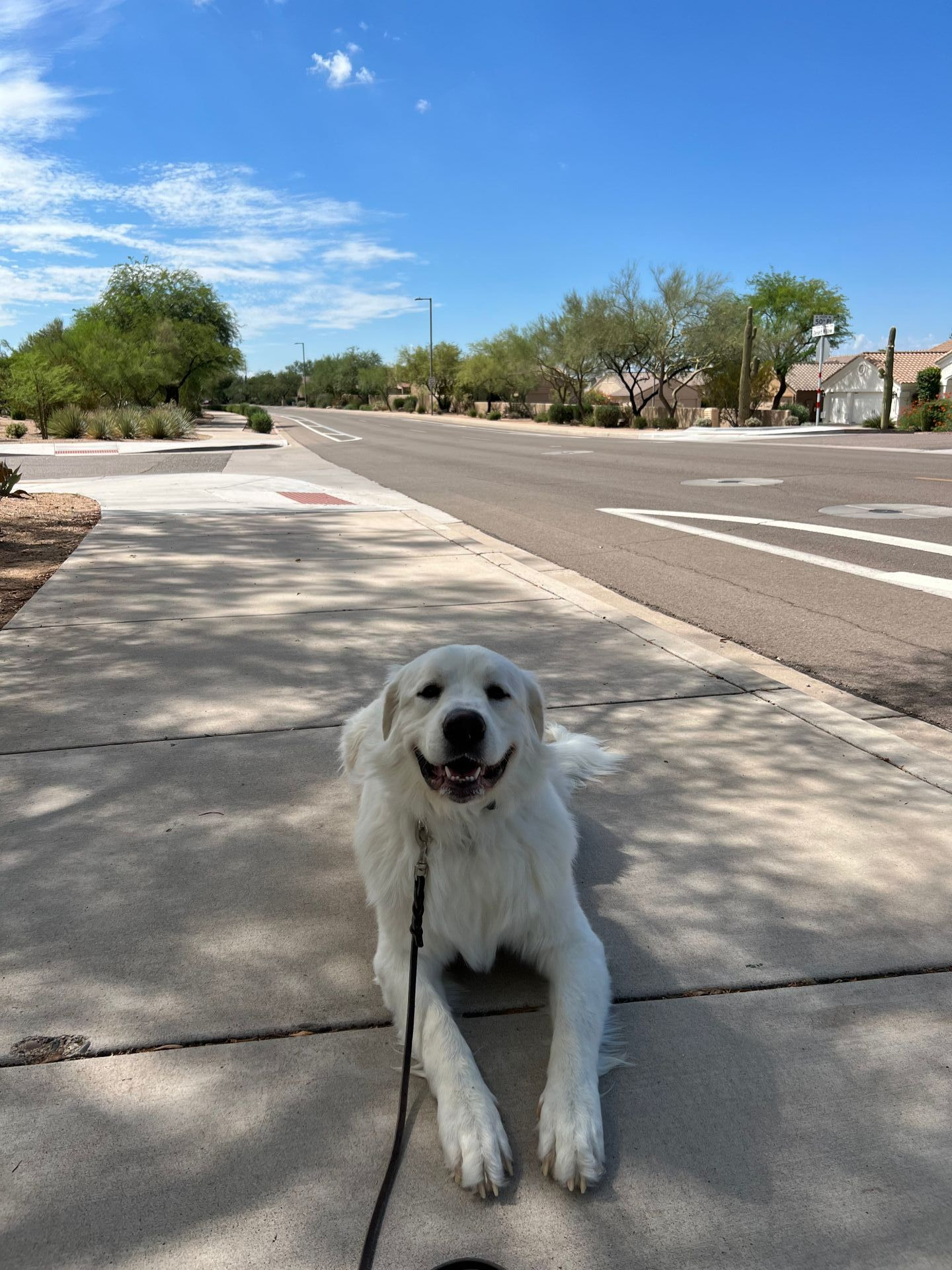 About Us - Cave Creek K9 | Dog Training | Rodd Proctor