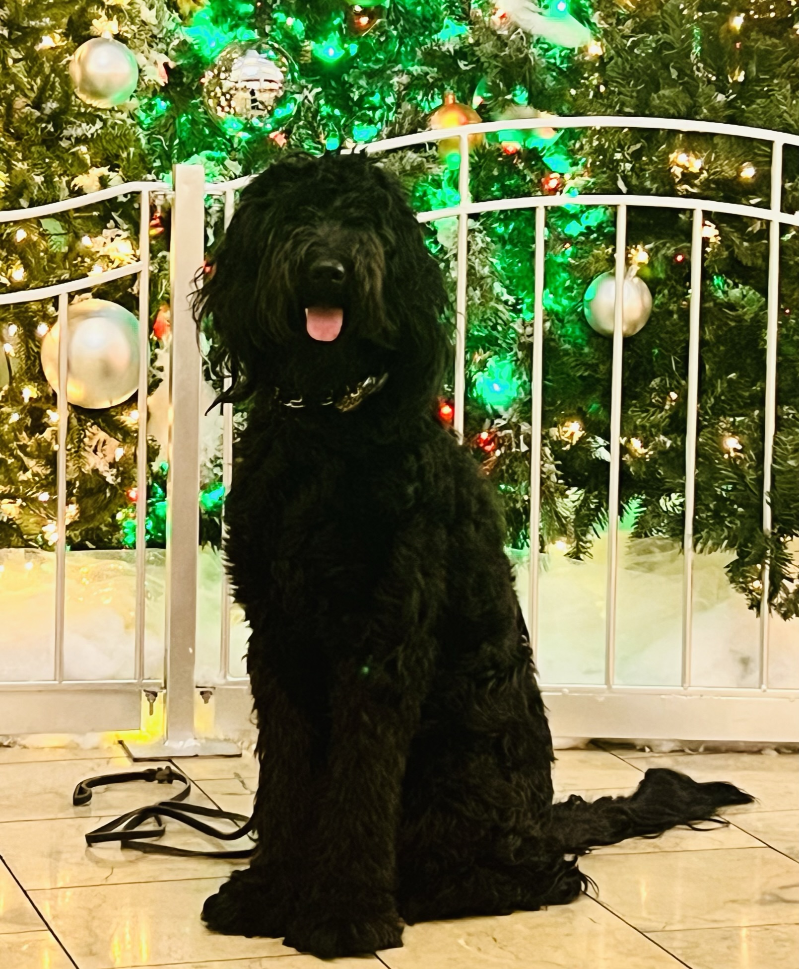 About Us - Cave Creek K9 | Dog Training | Rodd Proctor