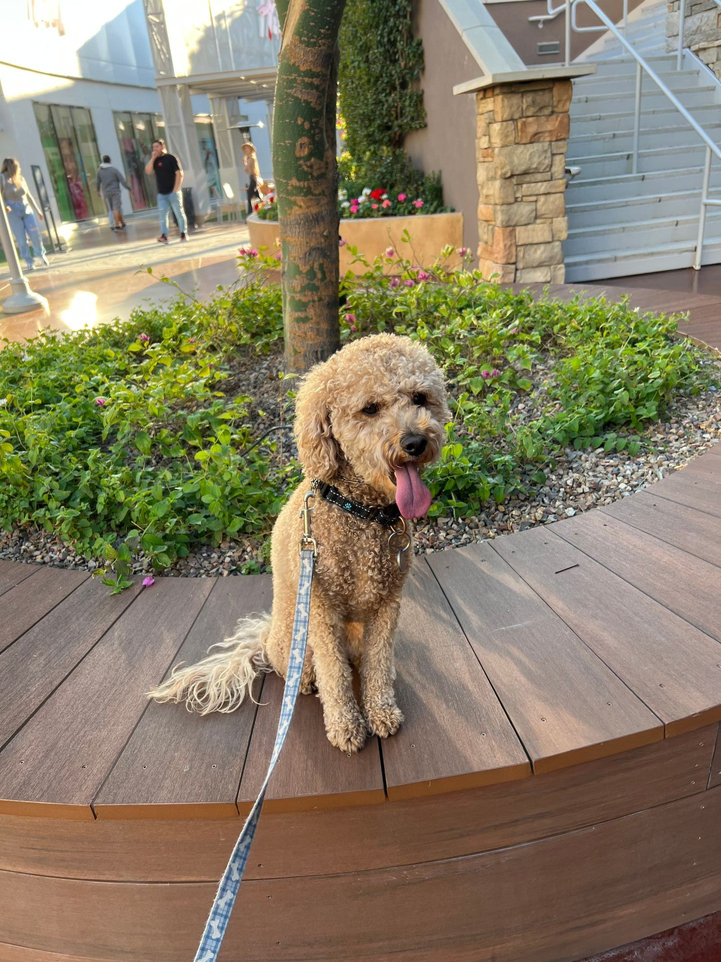 About Us - Cave Creek K9 | Dog Training | Rodd Proctor