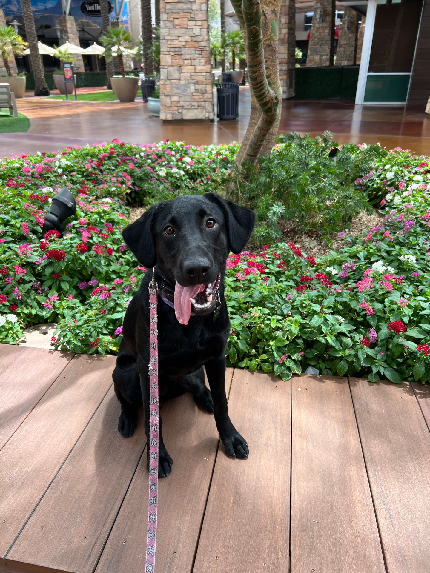 About Us - Cave Creek K9 | Dog Training | Rodd Proctor